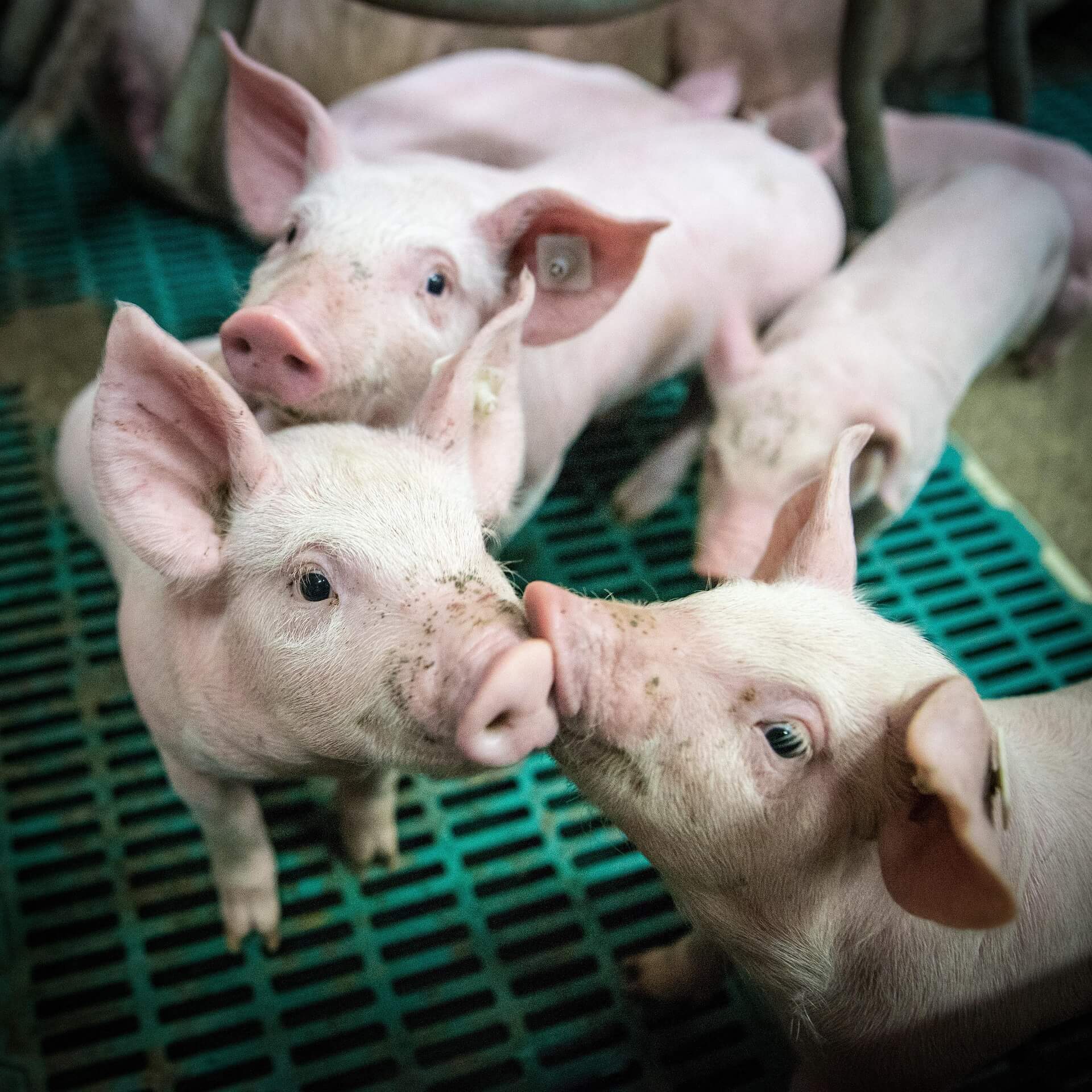 PigKnows - Smarter Data. Stronger Herds. Healthier Bottom Lines.